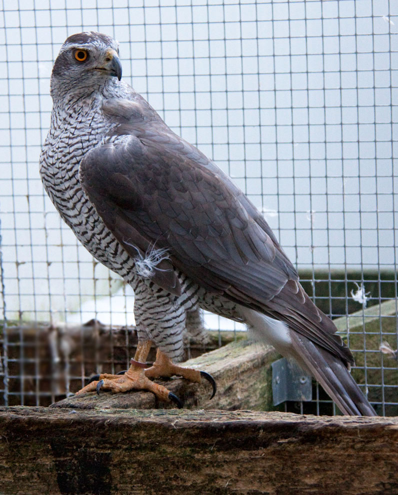 Finnish Goshawks | Accipiter gentiliis