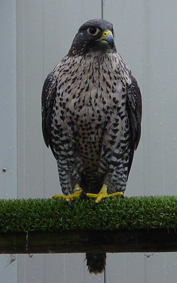 Gyrs | Falco rusticolus